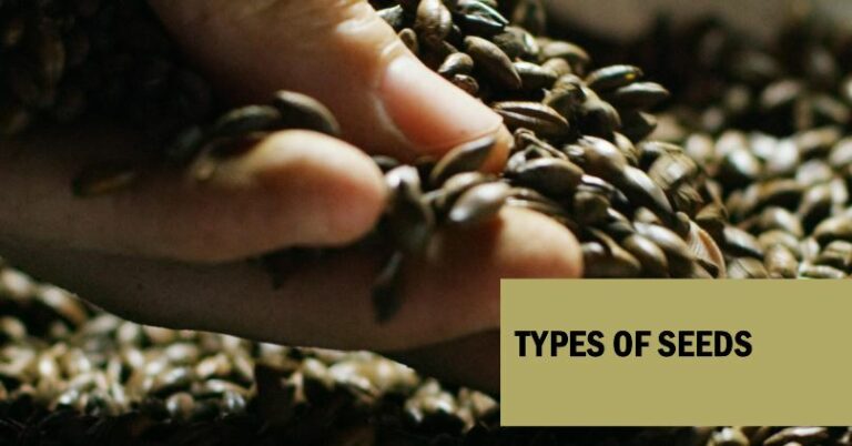 10 Types Of Seeds That Every Kitchen Should Have - Excelebiz